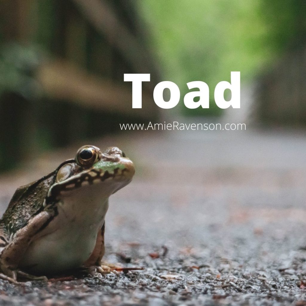 October New Moon- Toad - Amie Ravenson