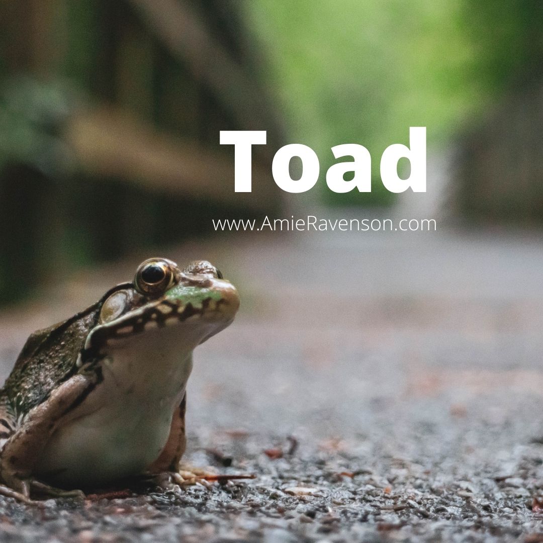 October New Moon- Toad - Amie Ravenson